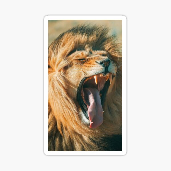 "Lion Yawning" Sticker by MorningFive | Redbubble