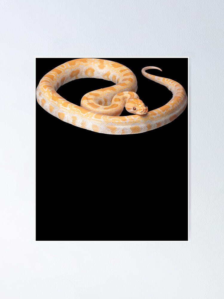 Póster «Albino Burmese Python en Python Snake 100» de hegwerccmaitenh | Redbubble