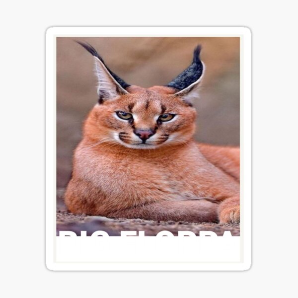 "BIG FLOPPA " Sticker for Sale by SnazzyStockssds | Redbubble