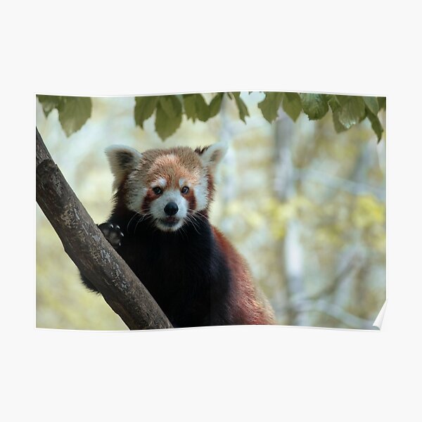 "Cute Red Panda" Poster for Sale by SophieHueper | Redbubble