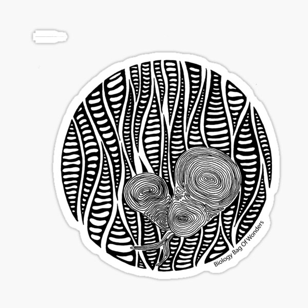 "Imaginal disk floating" Sticker by biology-bag | Redbubble