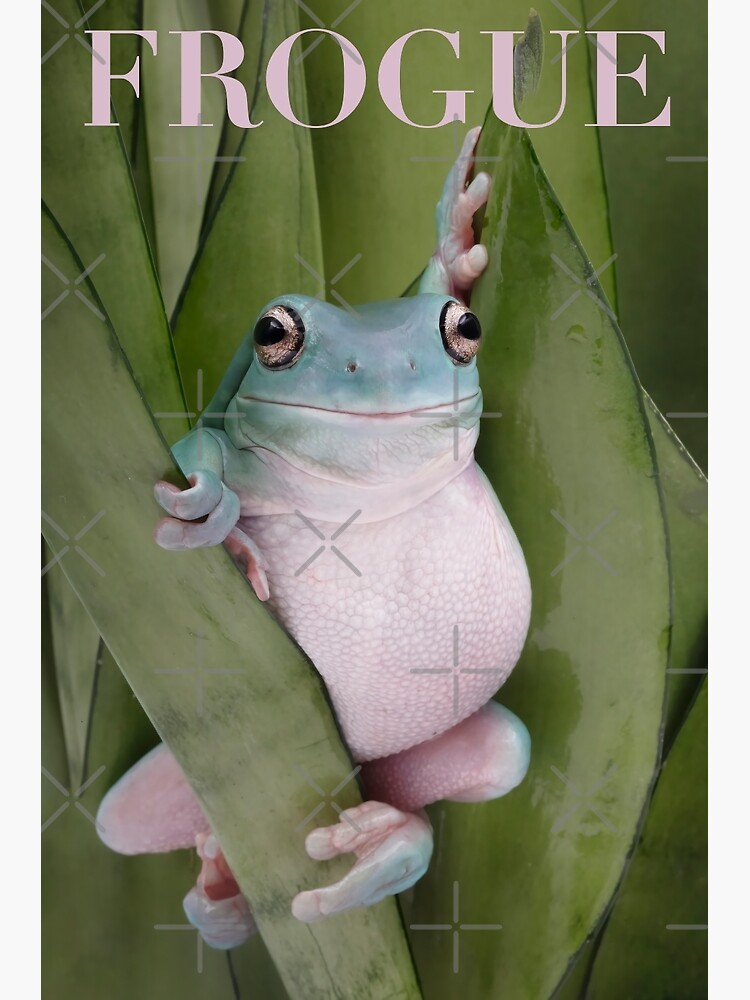 Frog Internet Memes Every Frog Has Its Day As Memecoin 'pepe' Leaps