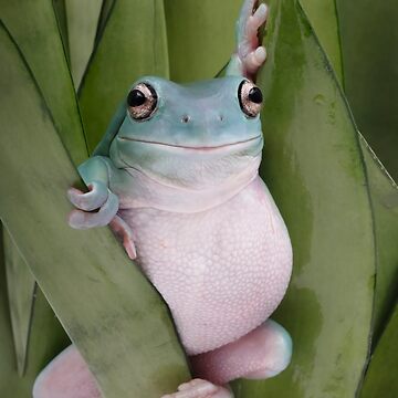 "HQ Frogue Internet Sexy Frog Meme" Art Print for Sale by fomodesigns | Redbubble