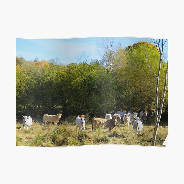 "Twelve cows" Poster for Sale by AHELENE | Redbubble