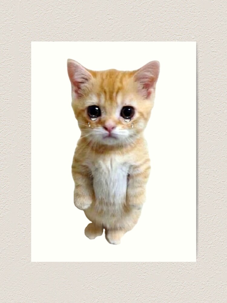 Lindo Meme De Gato Triste 100+] Imágenes De Gato Triste