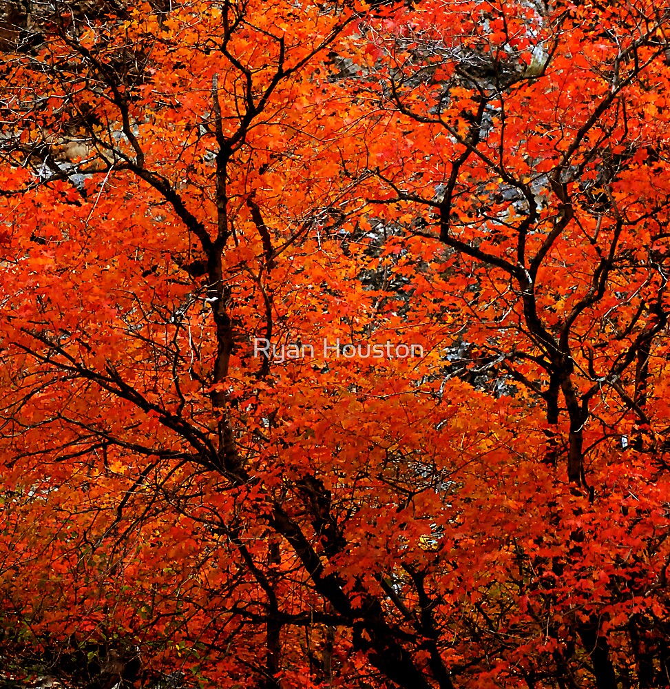 red-maple-tree-in-autumn-par-ryan-houston-redbubble