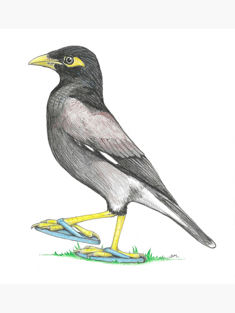 "Myna in Flip Flops" Poster by JimsBirds | Redbubble