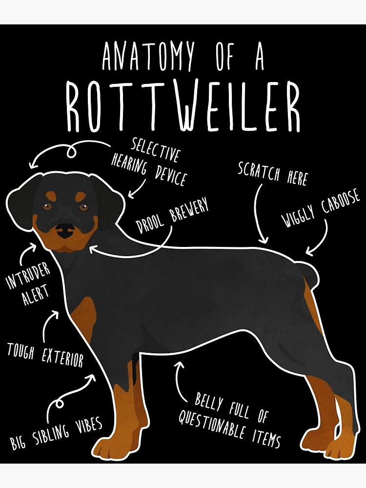 "Rottweiler Anatomy" Poster for Sale by Psitta | Redbubble