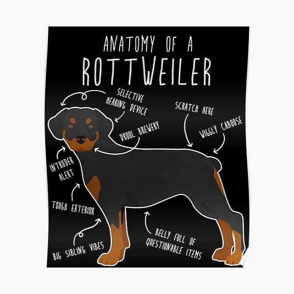 "Rottweiler Anatomy" Poster for Sale by Psitta | Redbubble