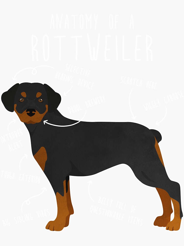 "Rottweiler Anatomy" Sticker by Psitta | Redbubble