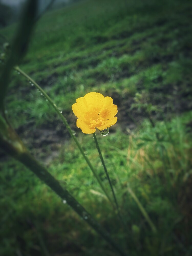 "Buttercup Drizzle" Sticker for Sale by Parallel-Shore | Redbubble