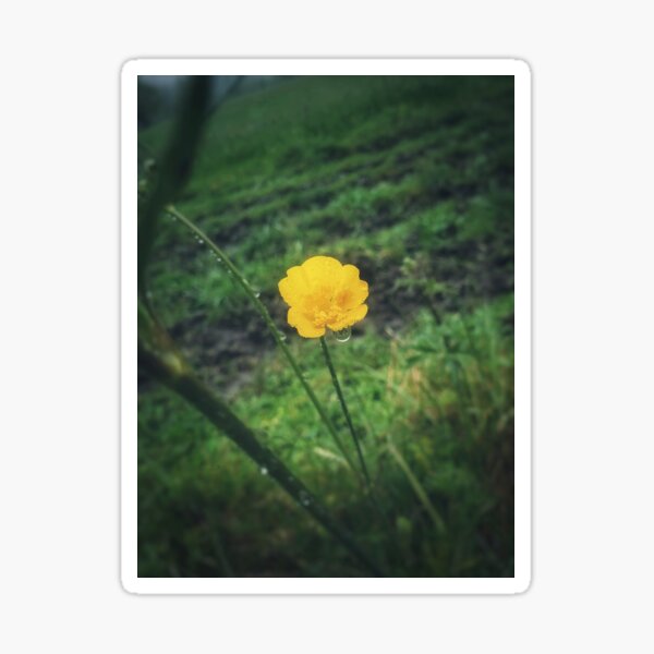 "Buttercup Drizzle" Sticker for Sale by Parallel-Shore | Redbubble