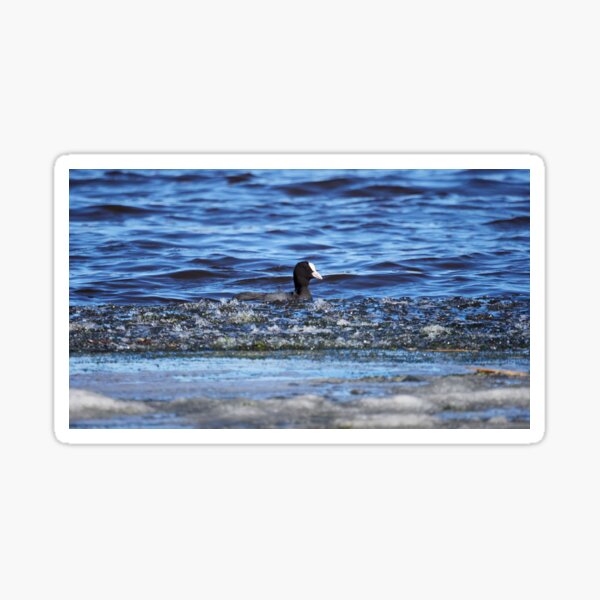 "Cooler coot. Eurasian coot" Sticker by JoukoKLehto | Redbubble