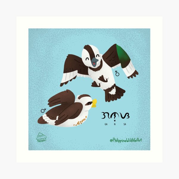 "Cotton Pygmy-goose or Gansa in Filipino and Baybayin" Art Print by ...