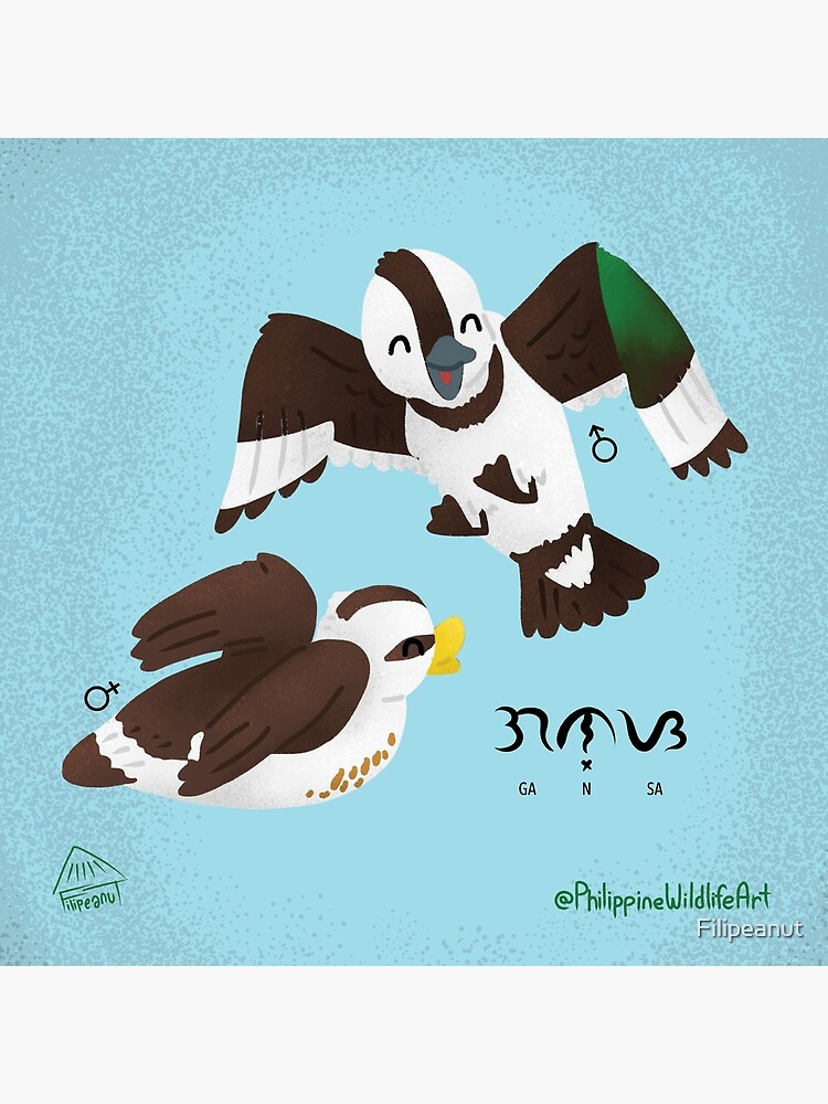 "Cotton Pygmy-goose or Gansa in Filipino and Baybayin" Poster by ...