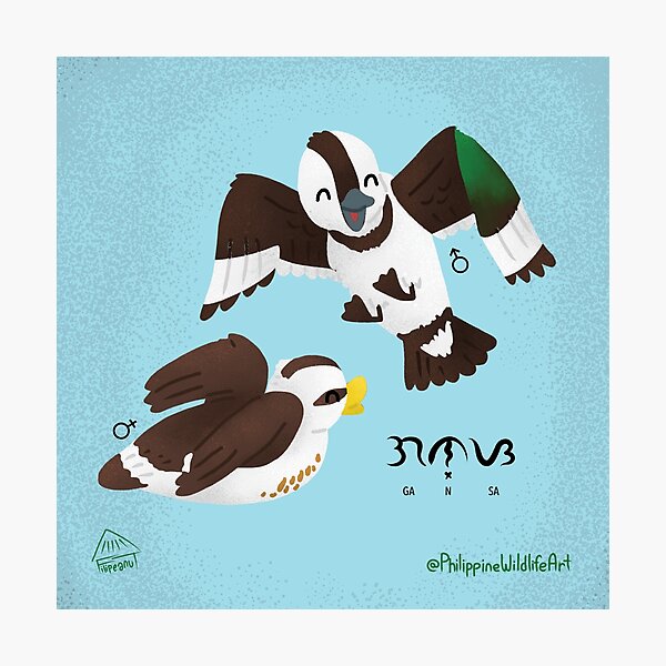 "Cotton Pygmy-goose or Gansa in Filipino and Baybayin" Photographic ...