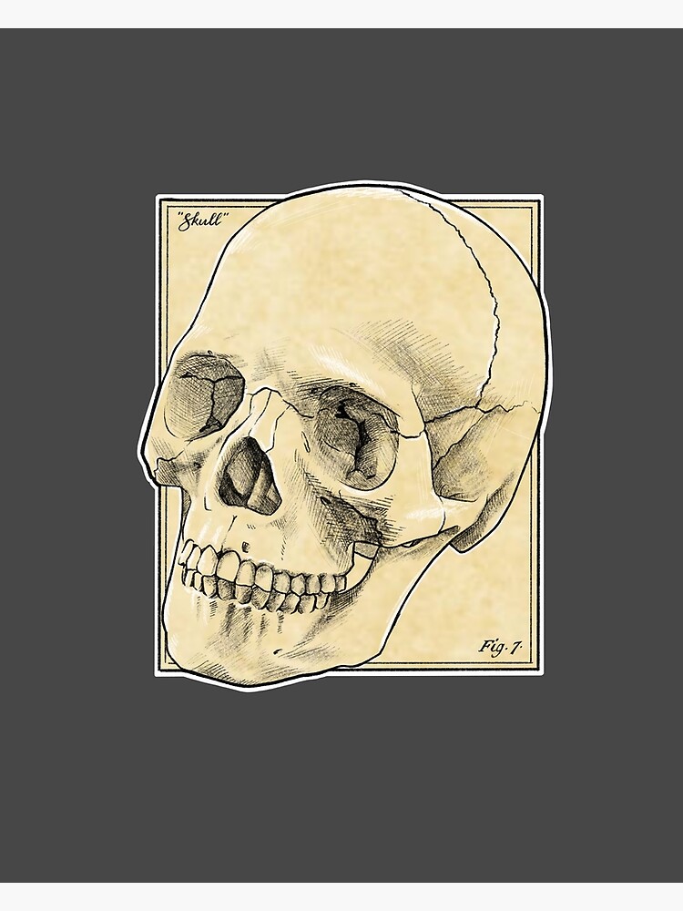 "Anatomy textbook skull" Poster for Sale by daddymactinus | Redbubble