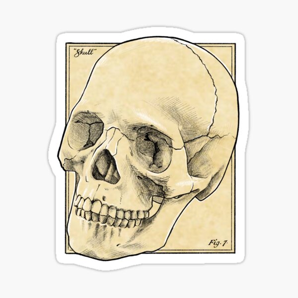 "Anatomy textbook skull" Sticker by daddymactinus | Redbubble