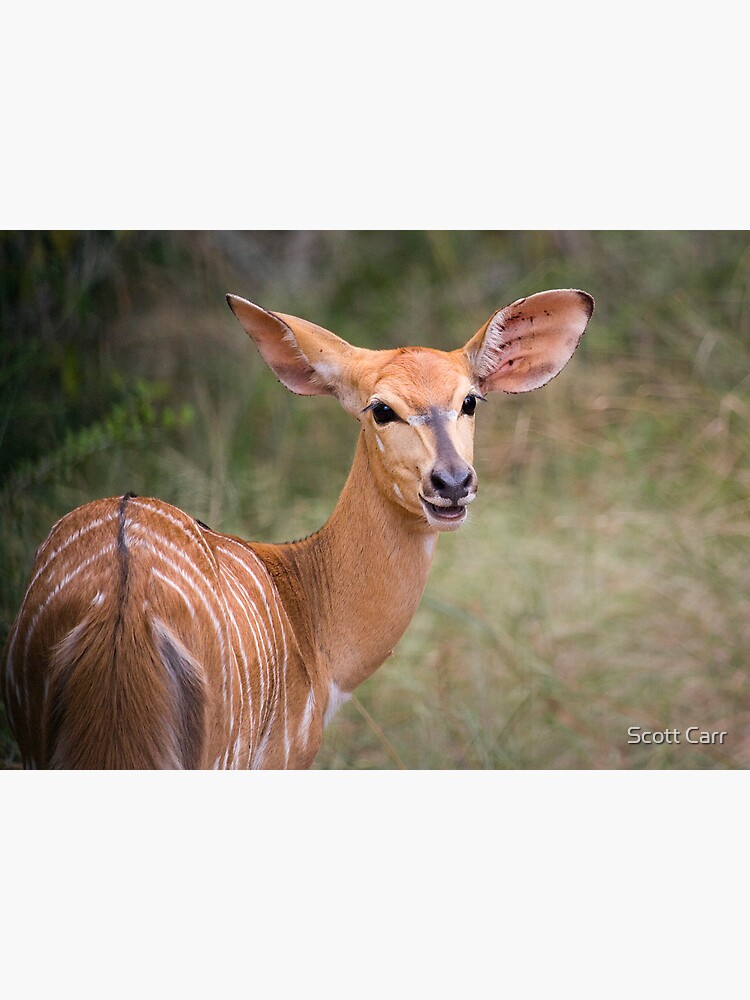"Nyala" Sticker for Sale by ScottCarr | Redbubble