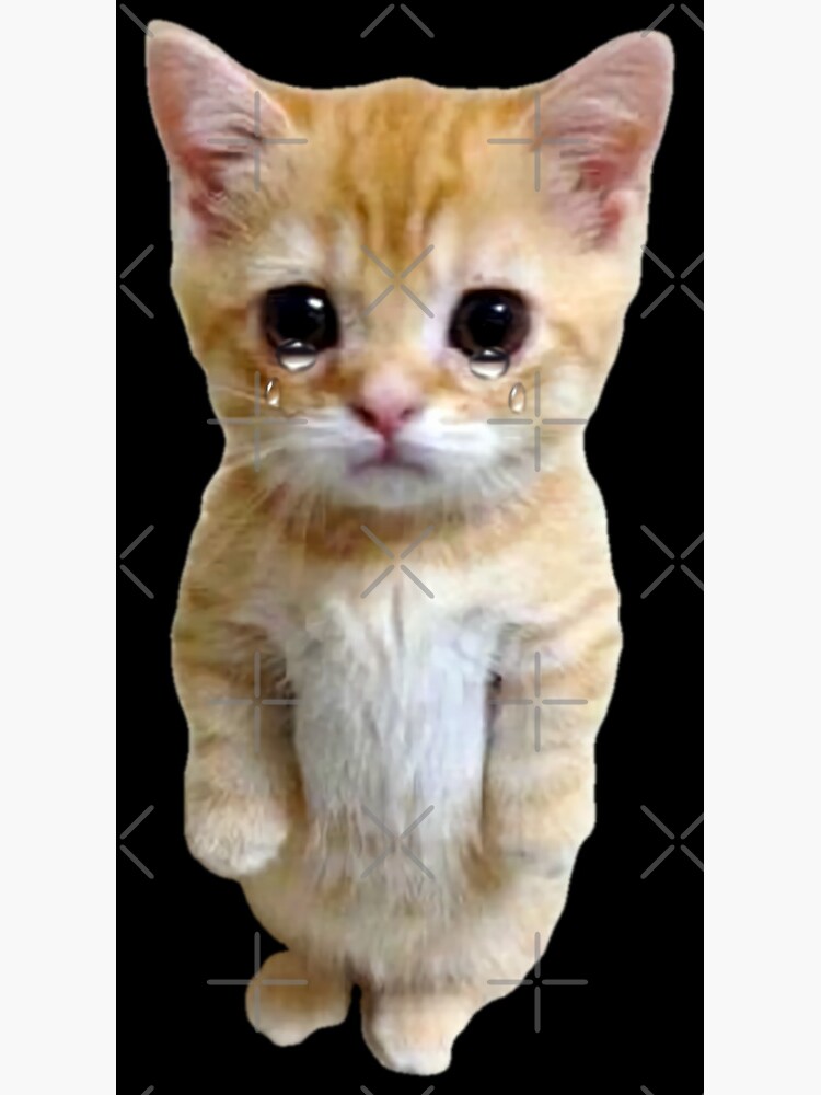 "HQ Crying Cat Standing Up Meme" Photographic Print for Sale by ...
