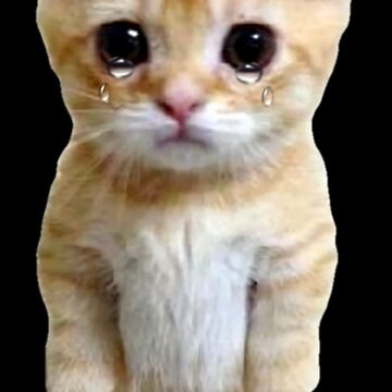 "HQ Crying Cat Standing Up Meme" Art Board Print for Sale by ...