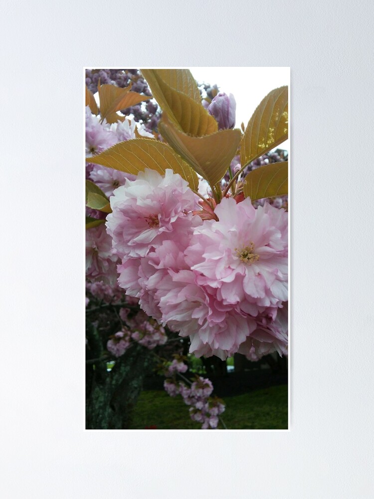 "Spring Blooms" Poster for Sale by Izayo-Darke1 | Redbubble