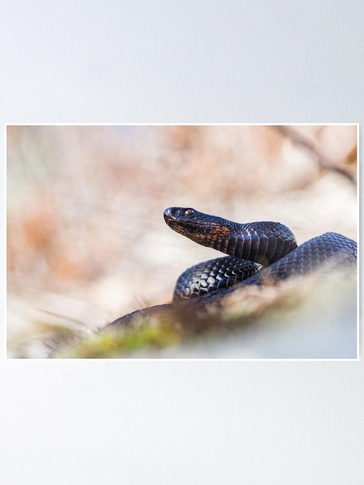 "Black Adder" Poster for Sale by HAMidtun | Redbubble