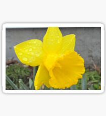 Daffodil: Stickers | Redbubble