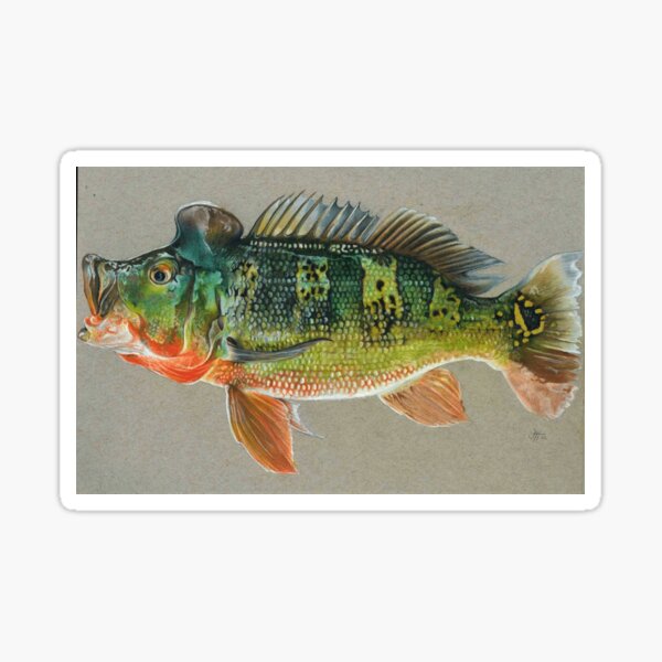 "Peacock Bass" Sticker for Sale by shanssonart | Redbubble