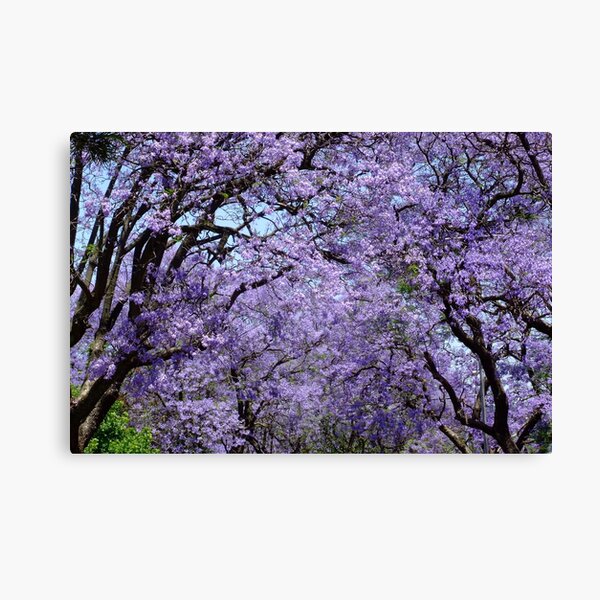 Jacaranda Trees Canvas Prints | Redbubble