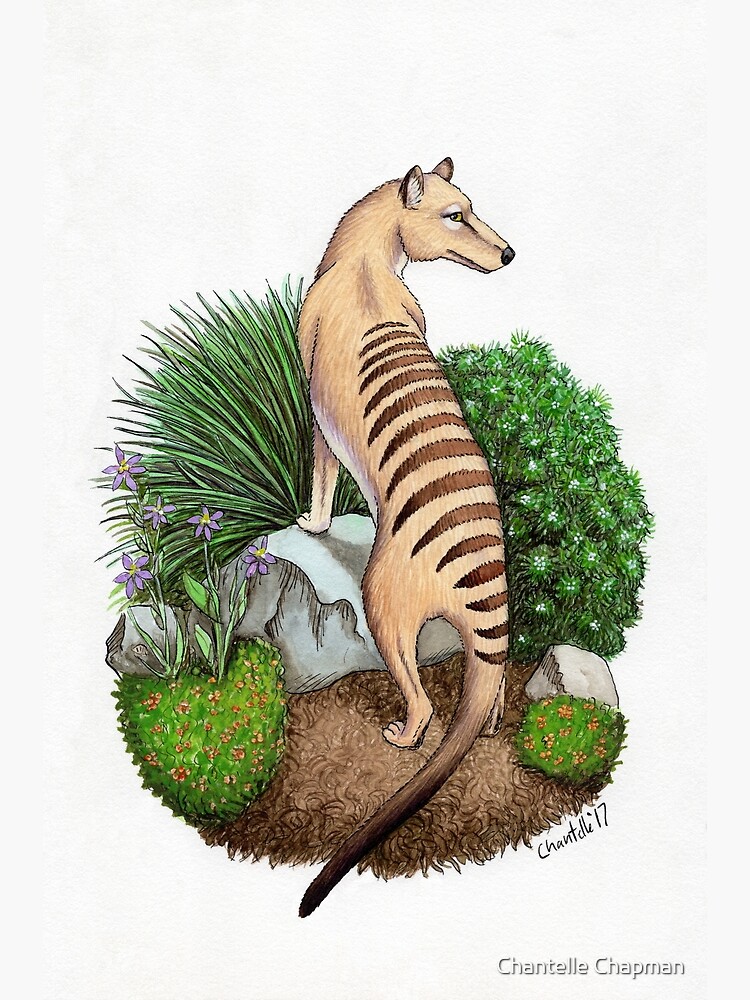 "Thylacine" Art Print by rjdaae | Redbubble