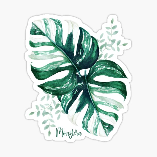 "Monstera, Variegated Monstera, Monstera Deliciosa, Monstera Plant ...