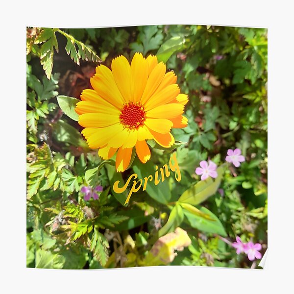 "A close-up study of a marigold, personally taken on a bright, sunny ...