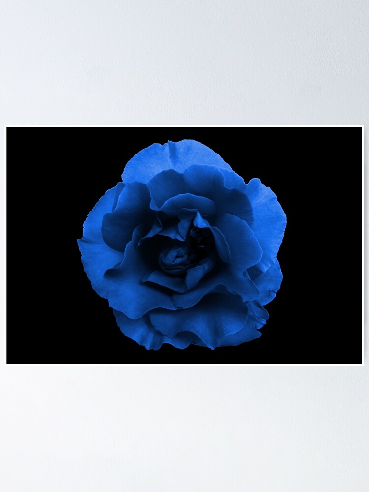 "Blue Rose" Poster for Sale by SandroCF | Redbubble