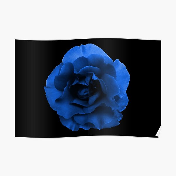 "Blue Rose" Poster for Sale by SandroCF | Redbubble
