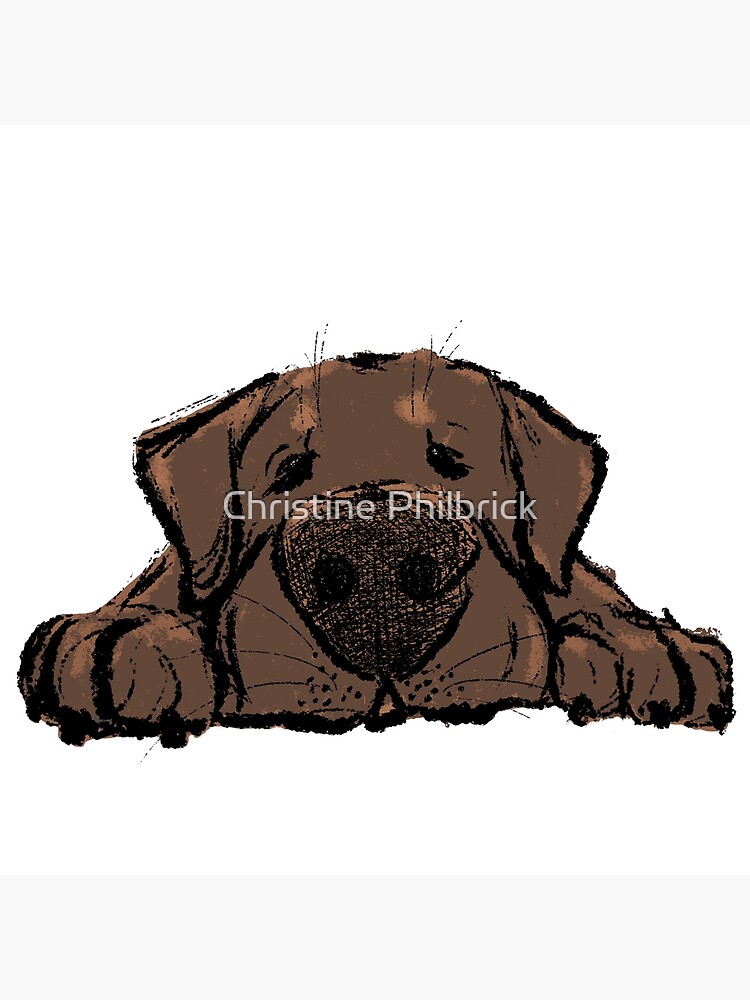 "Sweet Chocolate Lab Face" Poster for Sale by cphilbrick | Redbubble