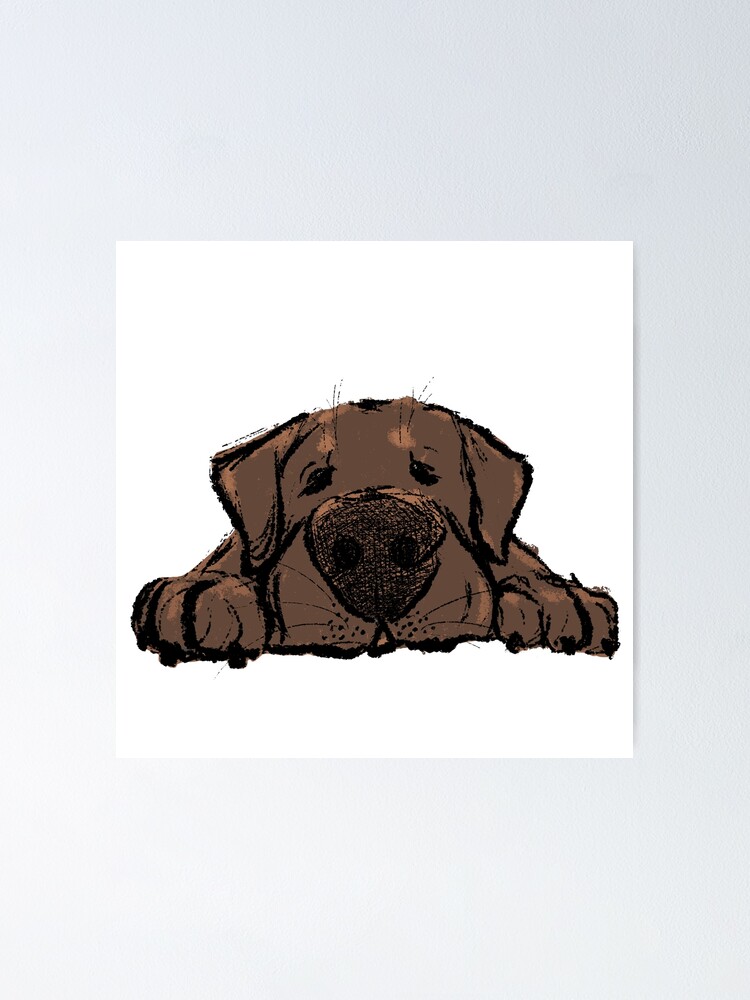 "Sweet Chocolate Lab Face" Poster for Sale by cphilbrick | Redbubble