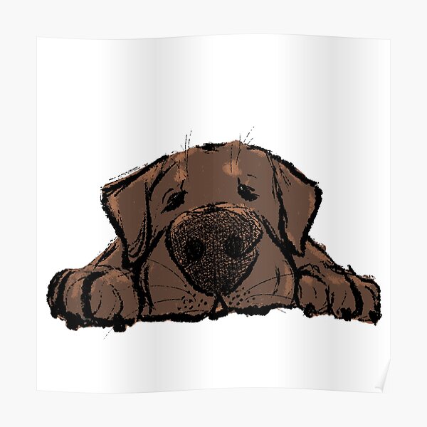 "Sweet Chocolate Lab Face" Poster for Sale by cphilbrick | Redbubble