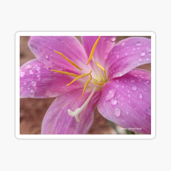 "Amaryllis Flower" Sticker by paulasprojects | Redbubble
