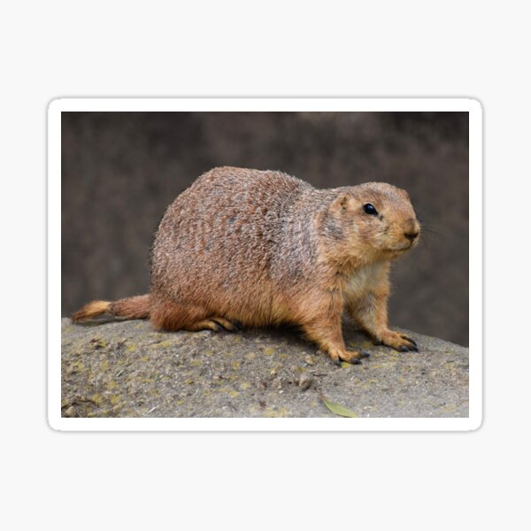 "Prairie Dog" Sticker for Sale by NottingHill | Redbubble