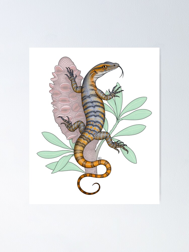 "Heath Monitor" Poster for Sale by miss-varanus | Redbubble