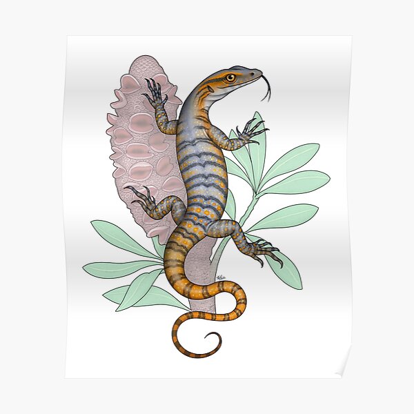 "Heath Monitor" Poster for Sale by miss-varanus | Redbubble