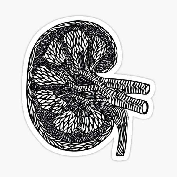 "Kidney - Black Print" Sticker by light-and-paper | Redbubble