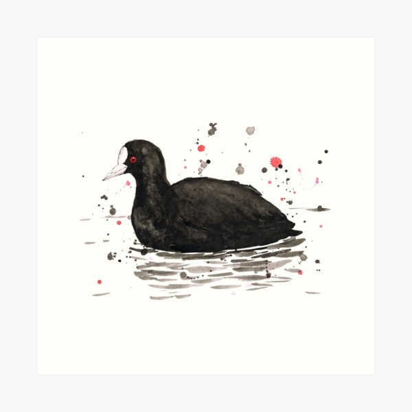 "An ink drawing of a common coot." Art Print by Bwiselizzy | Redbubble