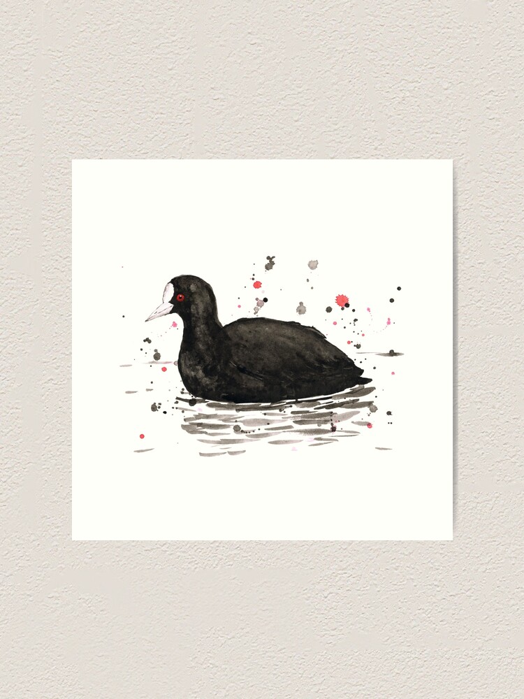 "An ink drawing of a common coot." Art Print by Bwiselizzy | Redbubble