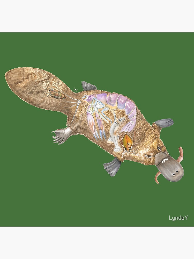 "Das australische Schnabeltier mit der Nahrung, die es innerhalb des ...