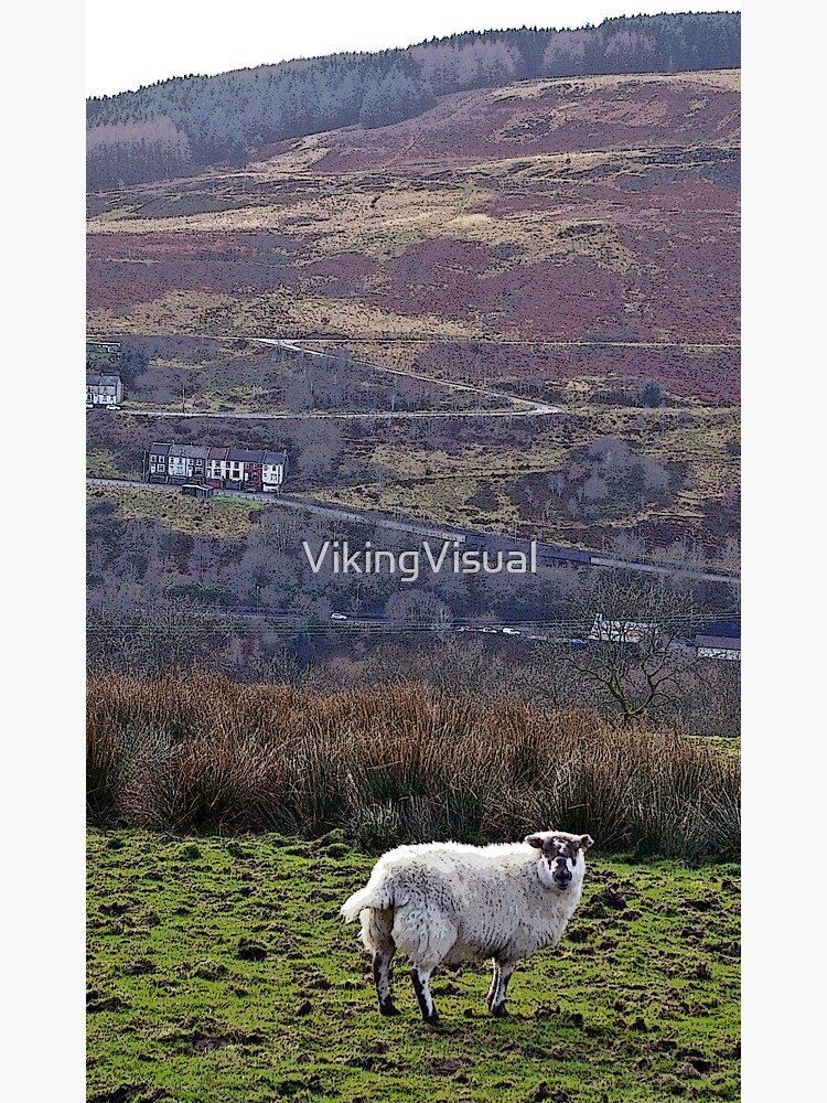 "Welsh Sheep A" Sticker by VikingVisual | Redbubble