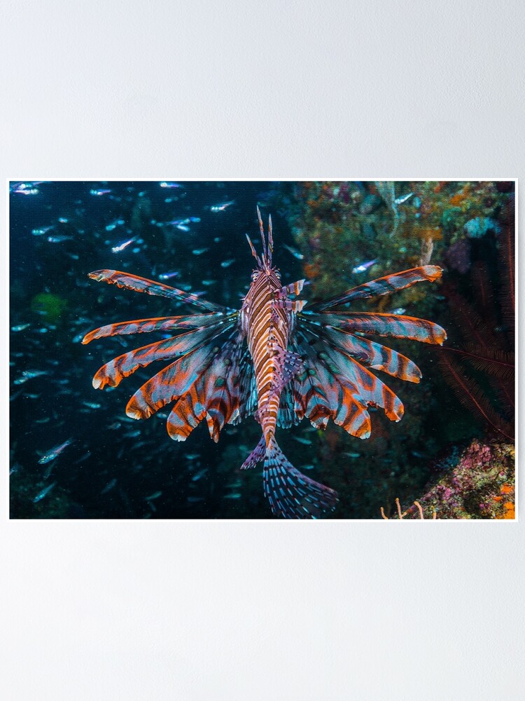 "Dancing Lionfish" Poster for Sale by tank200bar | Redbubble