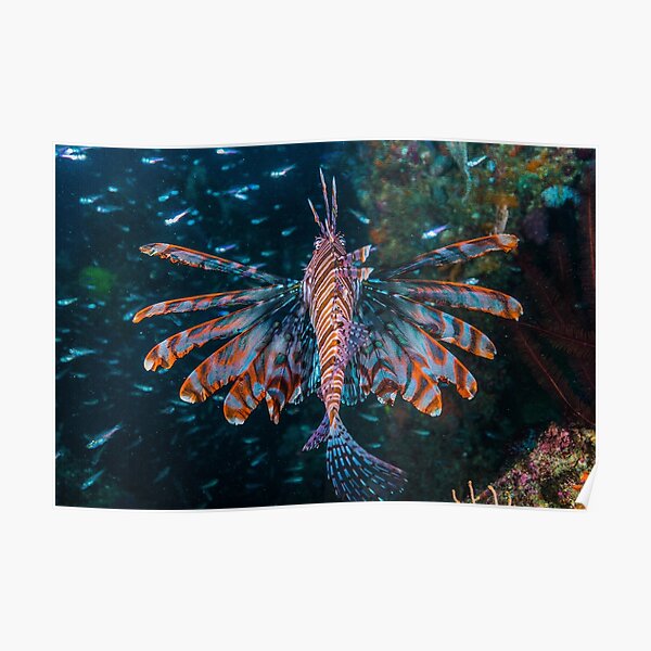 "Dancing Lionfish" Poster for Sale by tank200bar | Redbubble