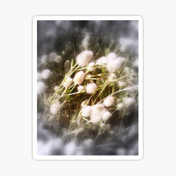 "hare's foot trefoil" Sticker by DlmtleArt | Redbubble